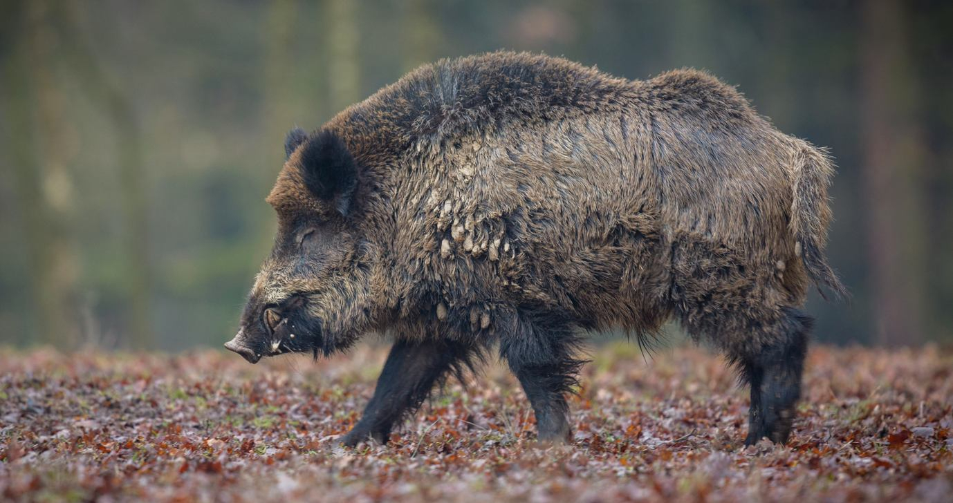Prepárate para tus esperas de jabalí con grandes ofertas